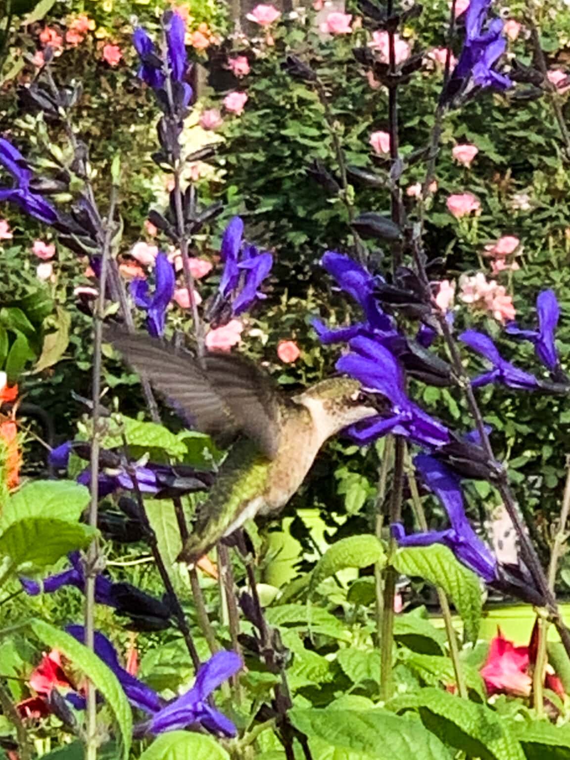 3 Best Flowers For Pollinators | Hope And Hedges