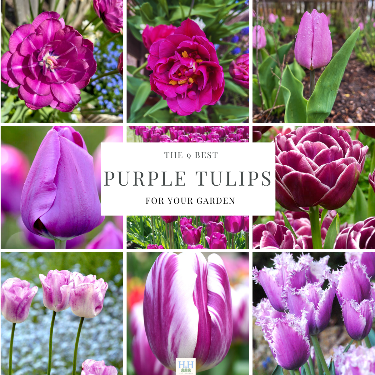 The 9 Best Purple Tulips To Grow In Your Garden | Hope And Hedges