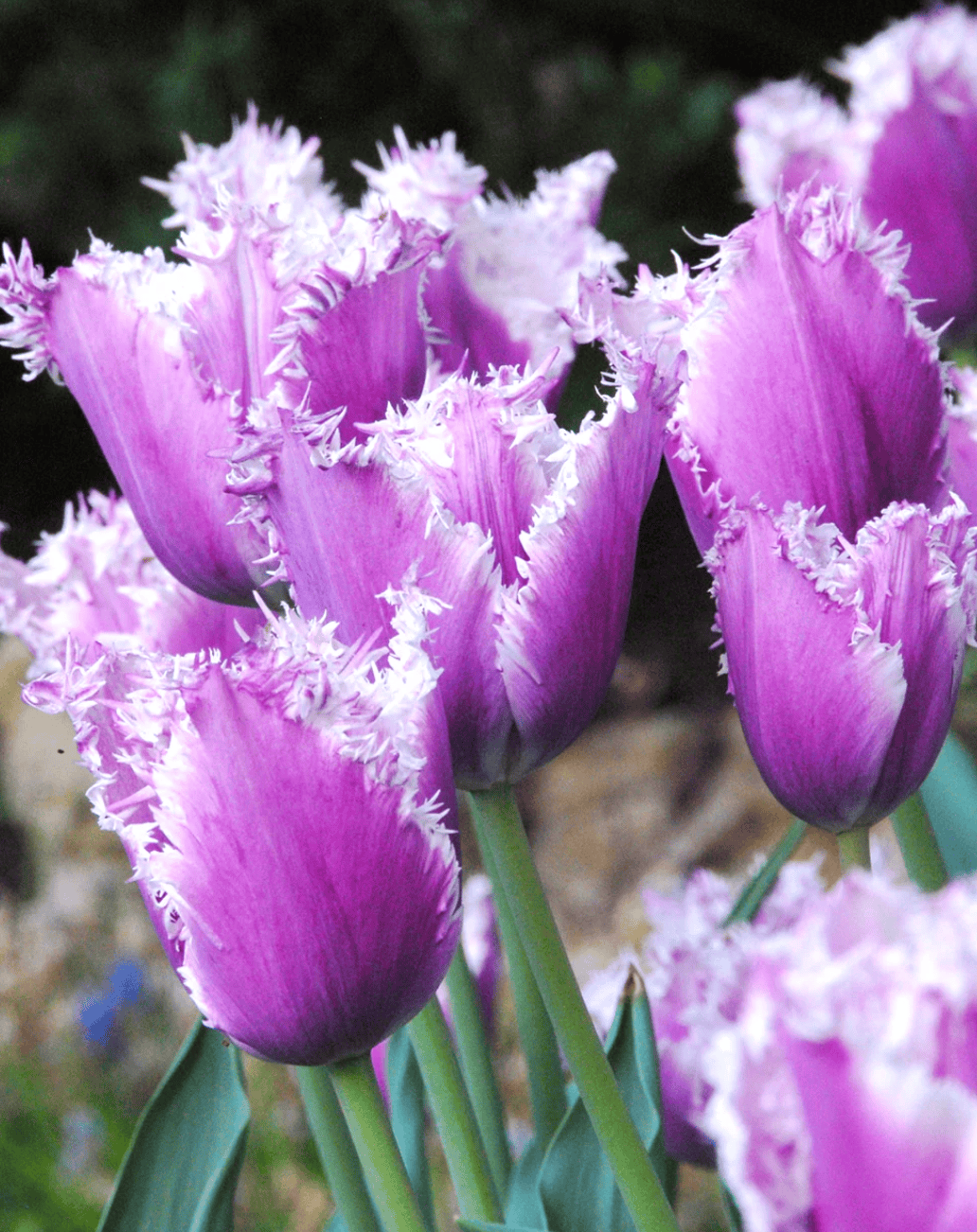 The 9 Best Purple Tulips To Grow In Your Garden | Hope And Hedges