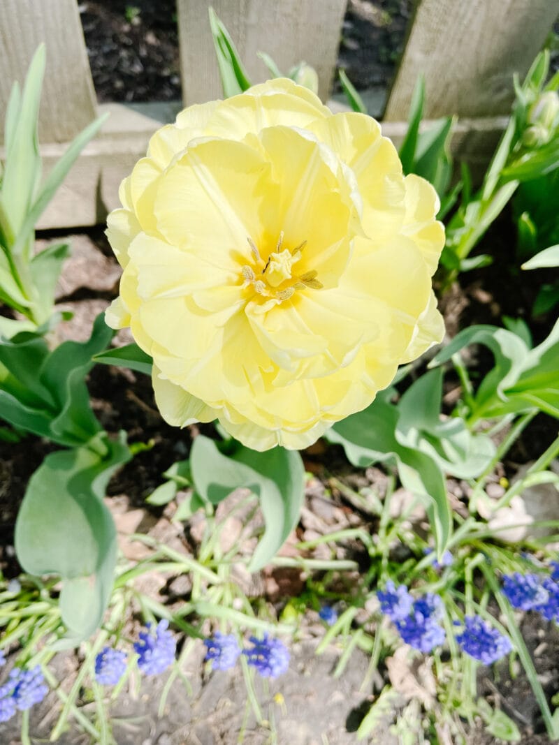 The Most Beautiful Yellow Tulips: Avant Garde Tulips | Hope And Hedges