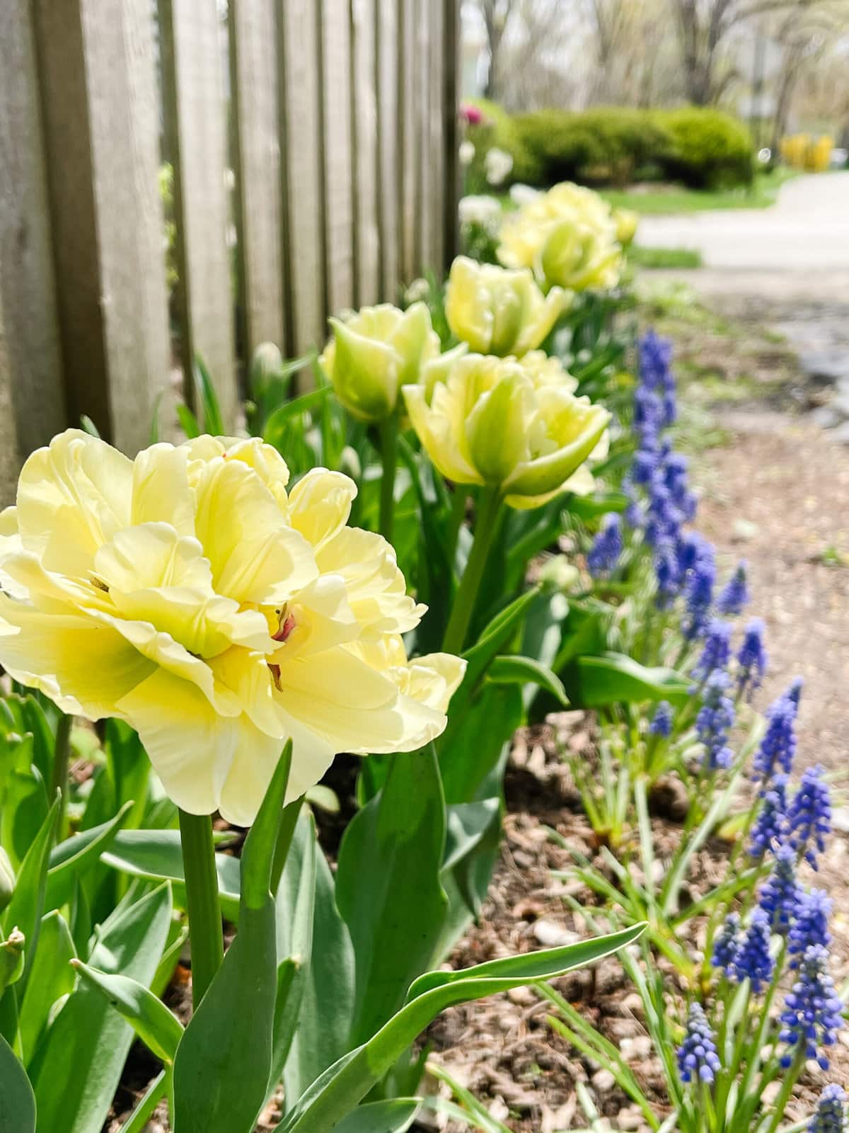 The Most Beautiful Yellow Tulips: Avant Garde Tulips | Hope And Hedges