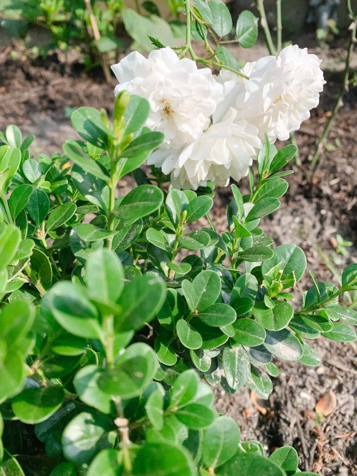 A Must-Have Evergreen Shrub: Sprinter Boxwood | Hope And Hedges