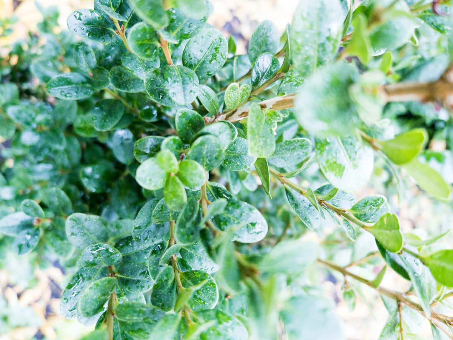A Must-Have Evergreen Shrub: Sprinter Boxwood | Hope And Hedges