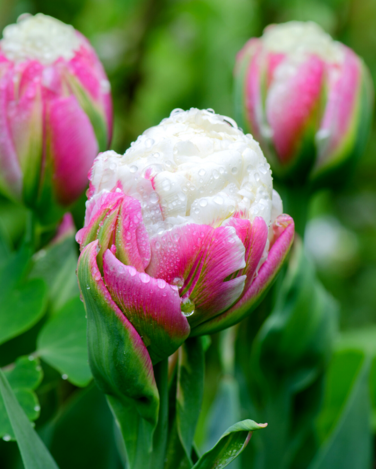 9 Most Beautiful Tulips To Plant This Fall (For A Stunning Spring ...