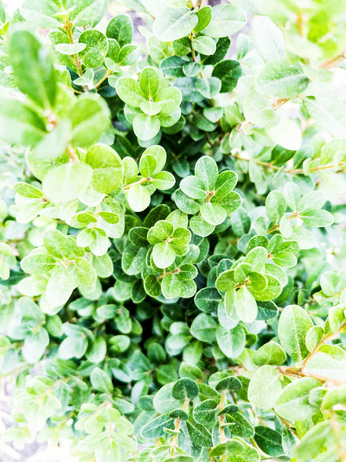 A Must-Have Evergreen Shrub: Sprinter Boxwood | Hope And Hedges