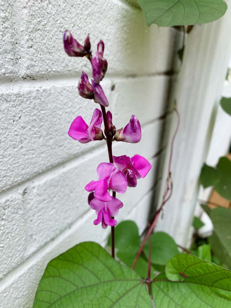 Hyacinth Bean Vine | Hope And Hedges