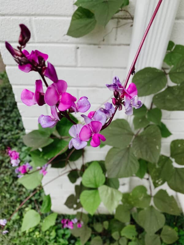Hyacinth Bean Vine | Hope And Hedges