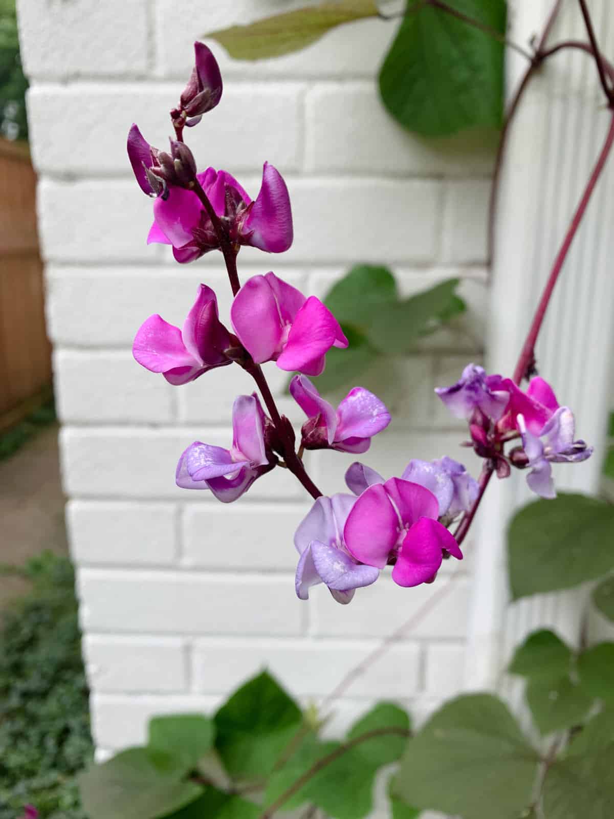 Hyacinth Bean Vine | Hope & Hedges