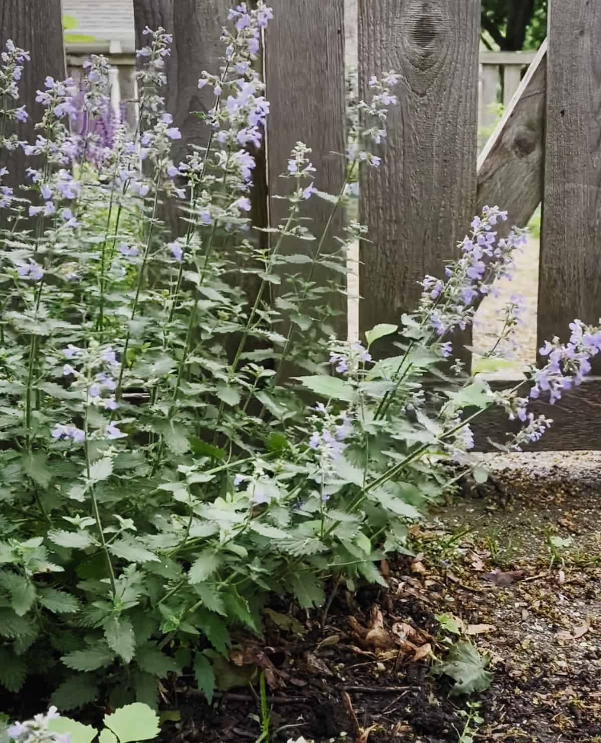 12 Beautiful Purple Flowers For Your Summer Garden | Hope And Hedges