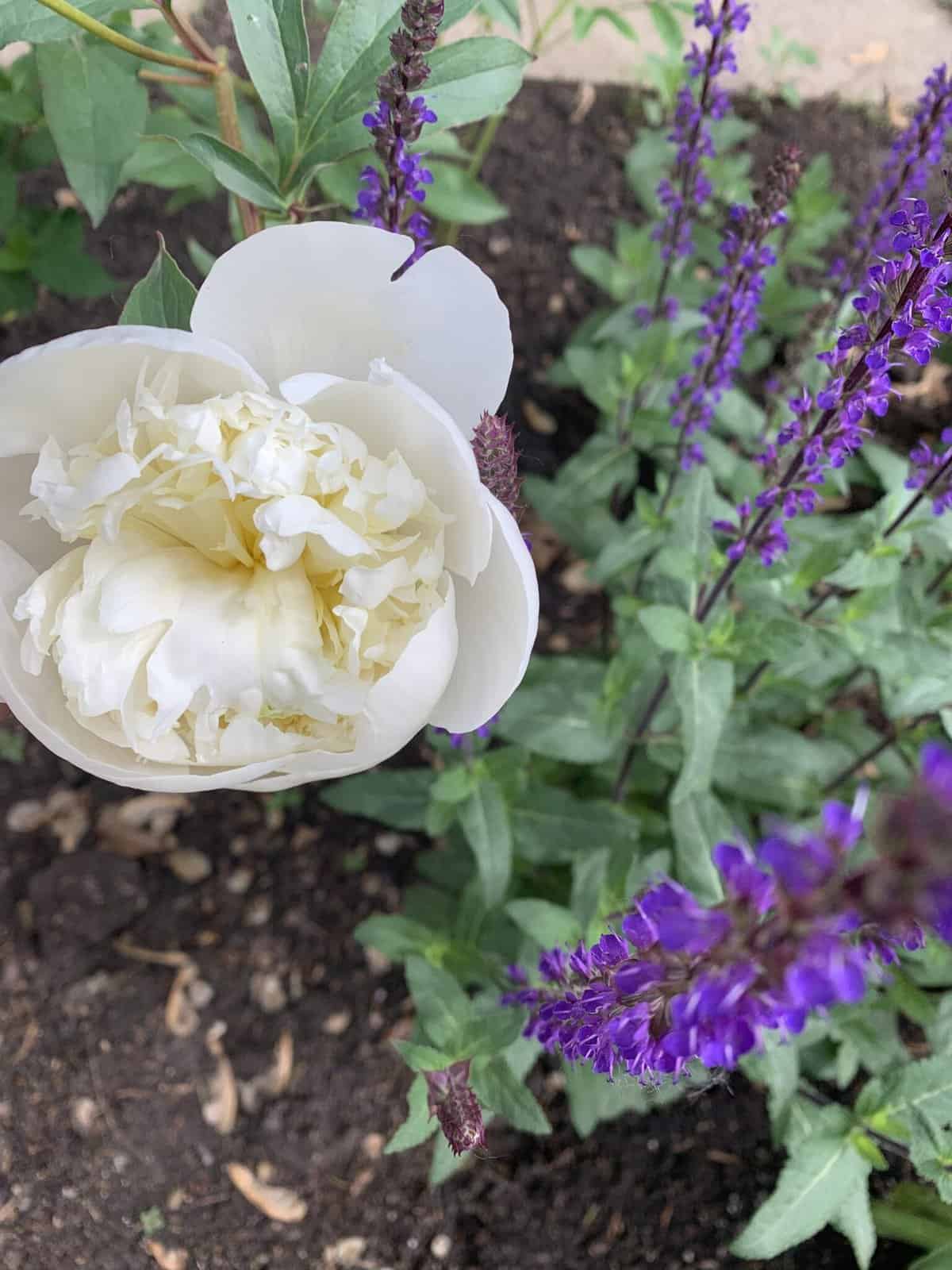 12 Beautiful Purple Flowers For Your Summer Garden | Hope & Hedges