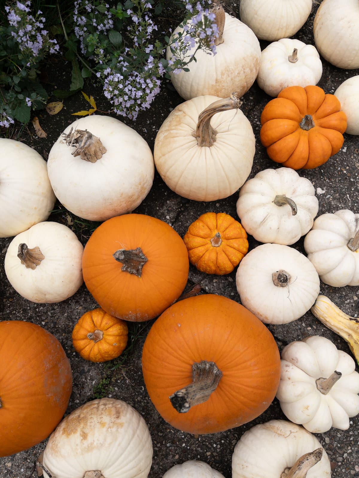 Hand Painted Pumpkins: An Easy Fall DIY | Hope And Hedges