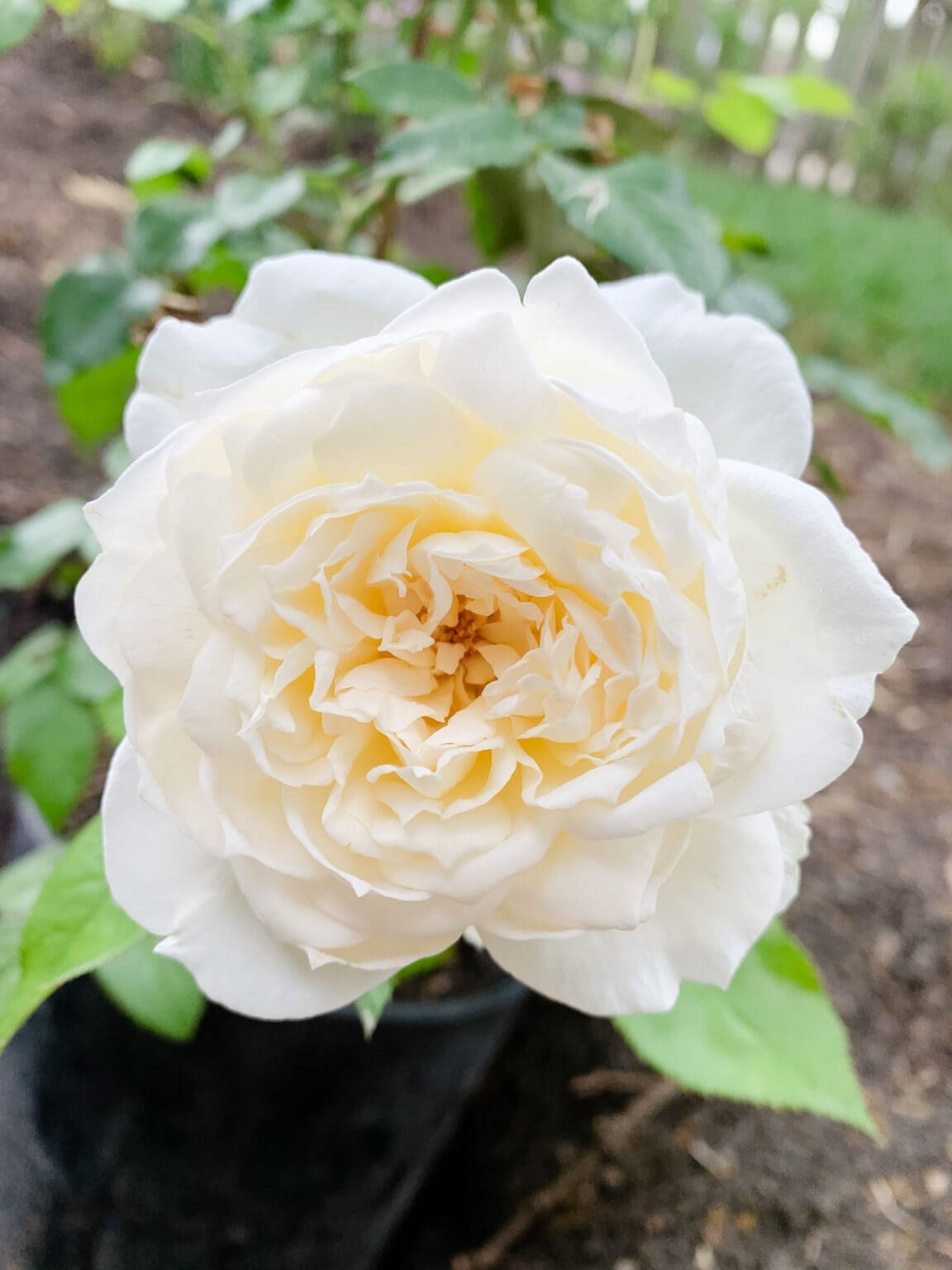 Favorite Garden Roses: Bolero Rose | Hope And Hedges