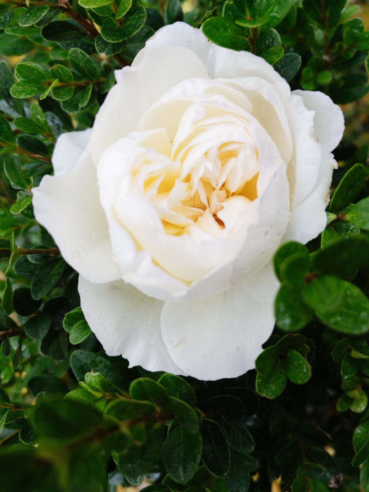 Favorite Garden Roses: Bolero Rose | Hope And Hedges