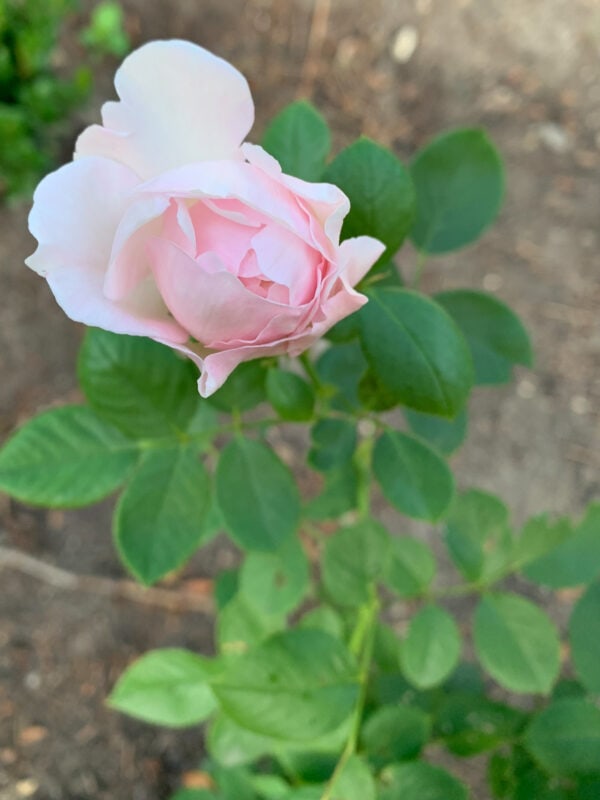 Favorite Garden Roses: Earth Angel Rose | Hope And Hedges