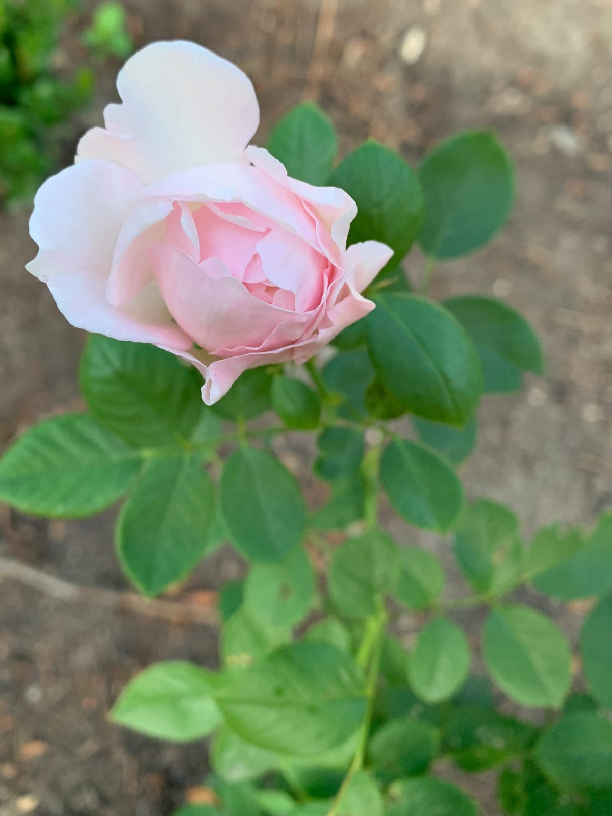 Favorite Garden Roses Earth Angel Rose Hope And Hedges