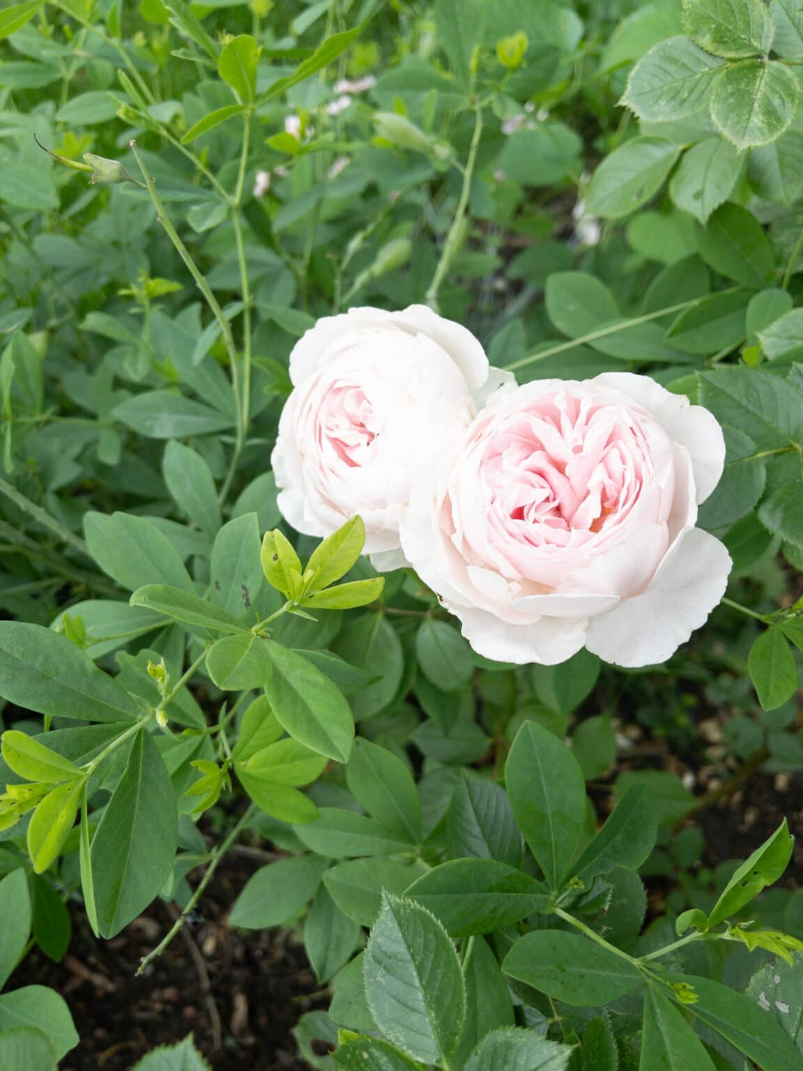 Favorite Garden Roses: Earth Angel Rose | Hope And Hedges