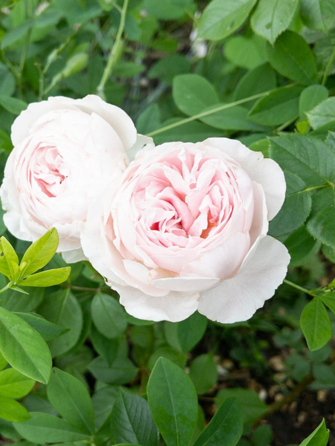 Favorite Garden Roses: Earth Angel Rose | Hope And Hedges