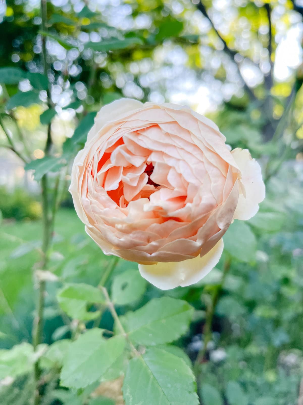 Garden Rose Tips and Tricks (Everything You Need To Know Before ...