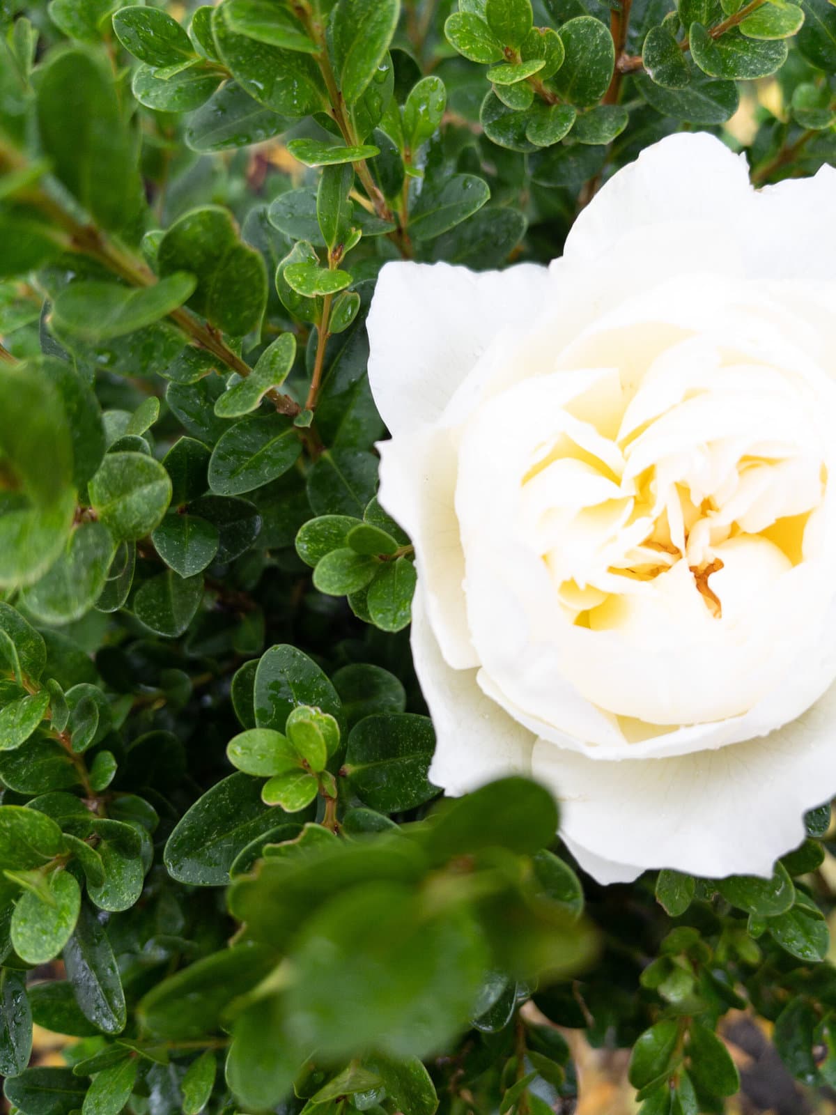 Favorite Garden Roses: Bolero Rose | Hope And Hedges