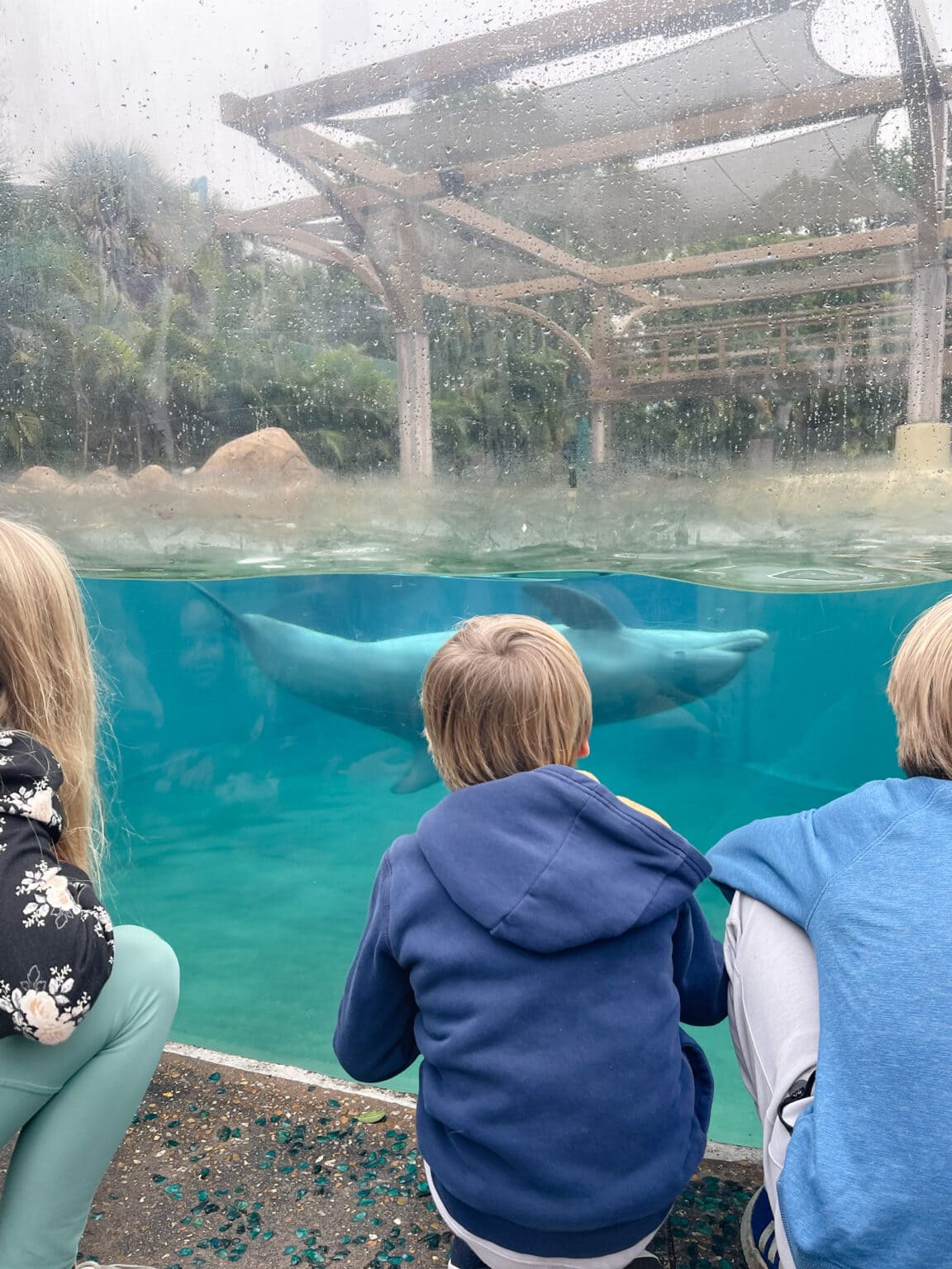 SeaWorld Orlando Tips (For Visiting With Kids!) | Hope And Hedges