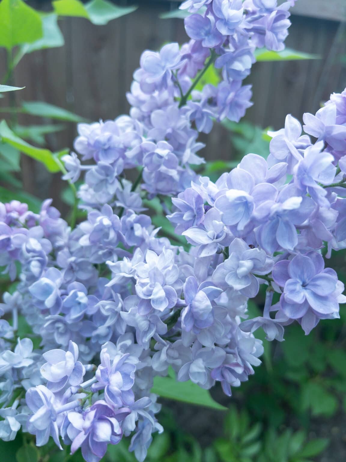 The Best Blue Lilac For Your Garden | Hope And Hedges