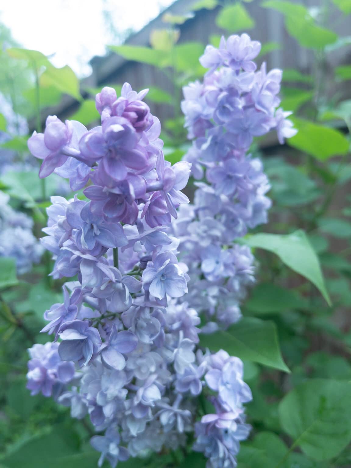 The Best Blue Lilac For Your Garden | Hope And Hedges