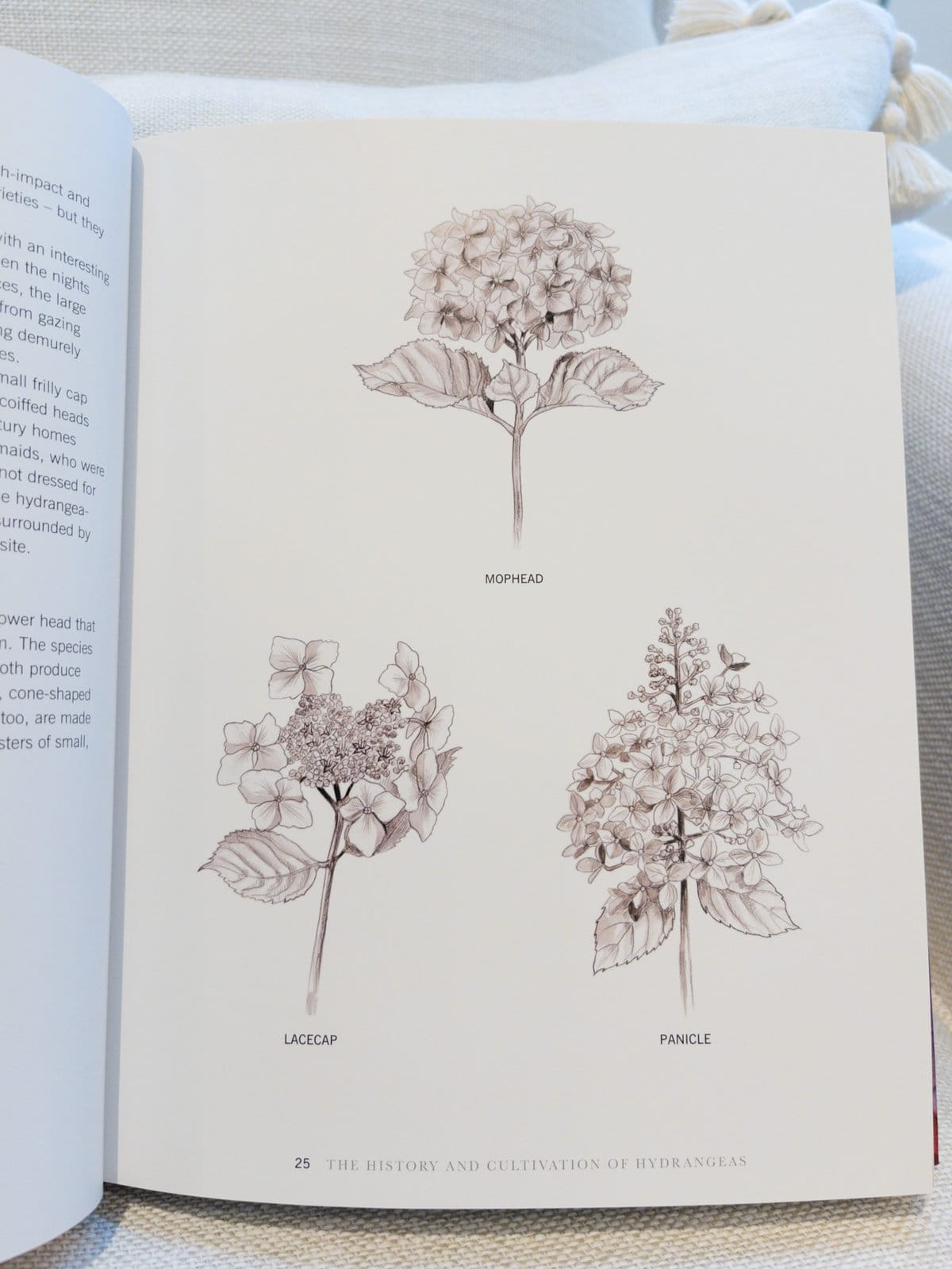 9 Best Hydrangea Books | Hope And Hedges