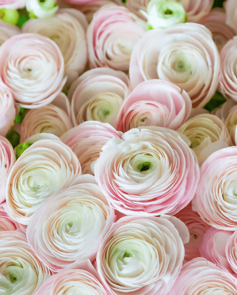 The Complete Guide To Ranunculus Corms (Plus Pre-Sprouting Tips ...