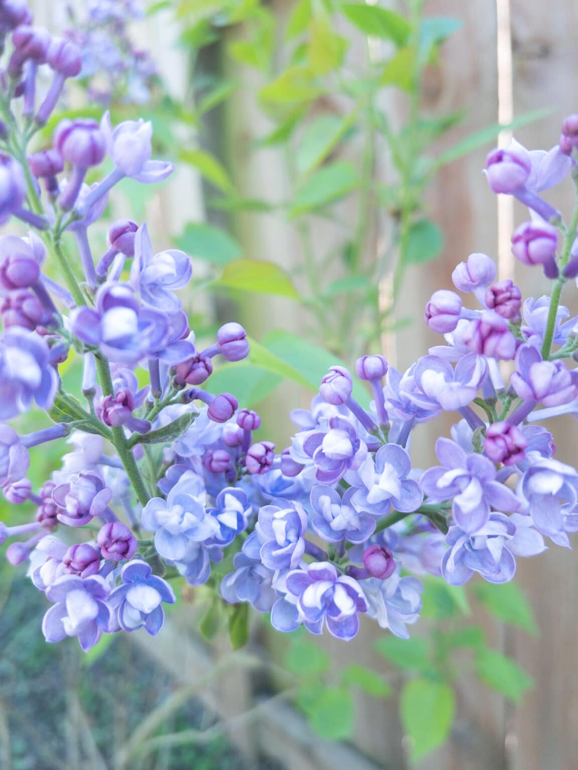 The Best Blue Lilac For Your Garden | Hope And Hedges