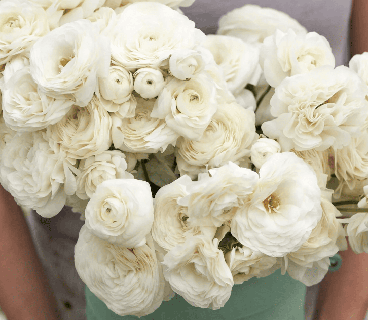 The Complete Guide To Ranunculus Corms (Plus Pre-Sprouting Tips ...