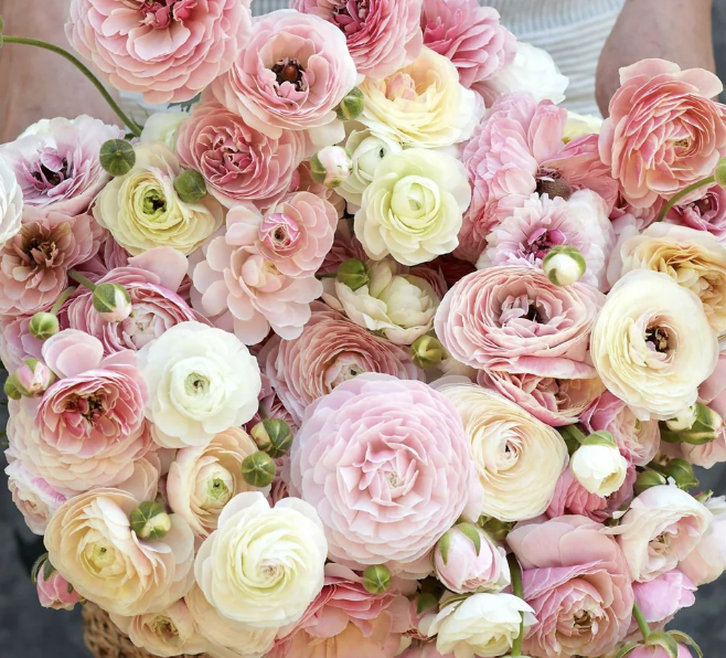 The Complete Guide To Ranunculus Corms (Plus Pre-Sprouting Tips ...