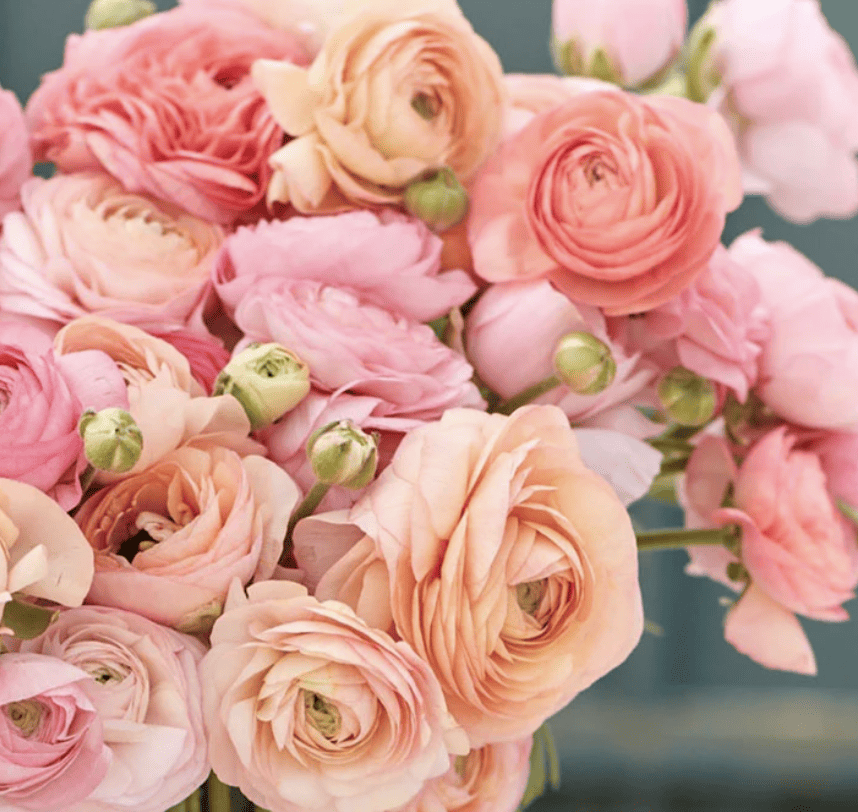 The Complete Guide To Ranunculus Corms (Plus Pre-Sprouting Tips ...