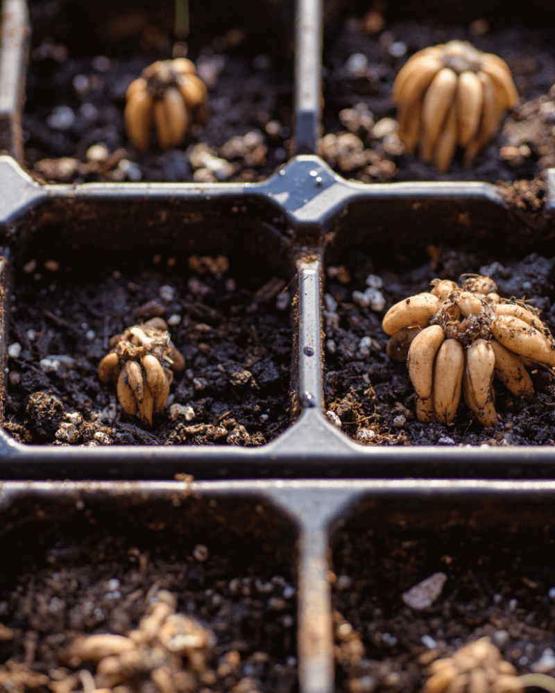 The Complete Guide To Ranunculus Corms (Plus Pre-Sprouting Tips ...