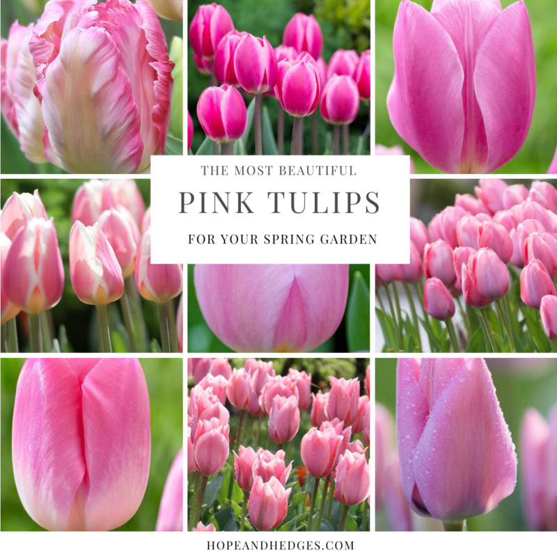 45 Pretty Pink Tulips For Your Spring Garden | Hope And Hedges