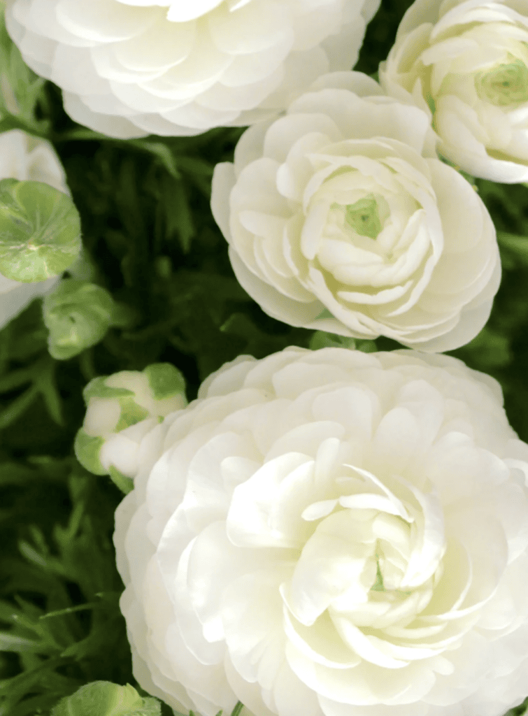 The Complete Guide To Ranunculus Corms (Plus Pre-Sprouting Tips ...