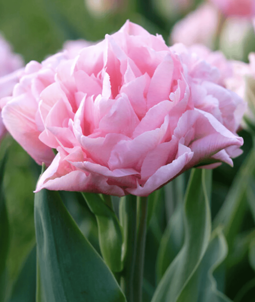 45 Pretty Pink Tulips For Your Spring Garden | Hope And Hedges