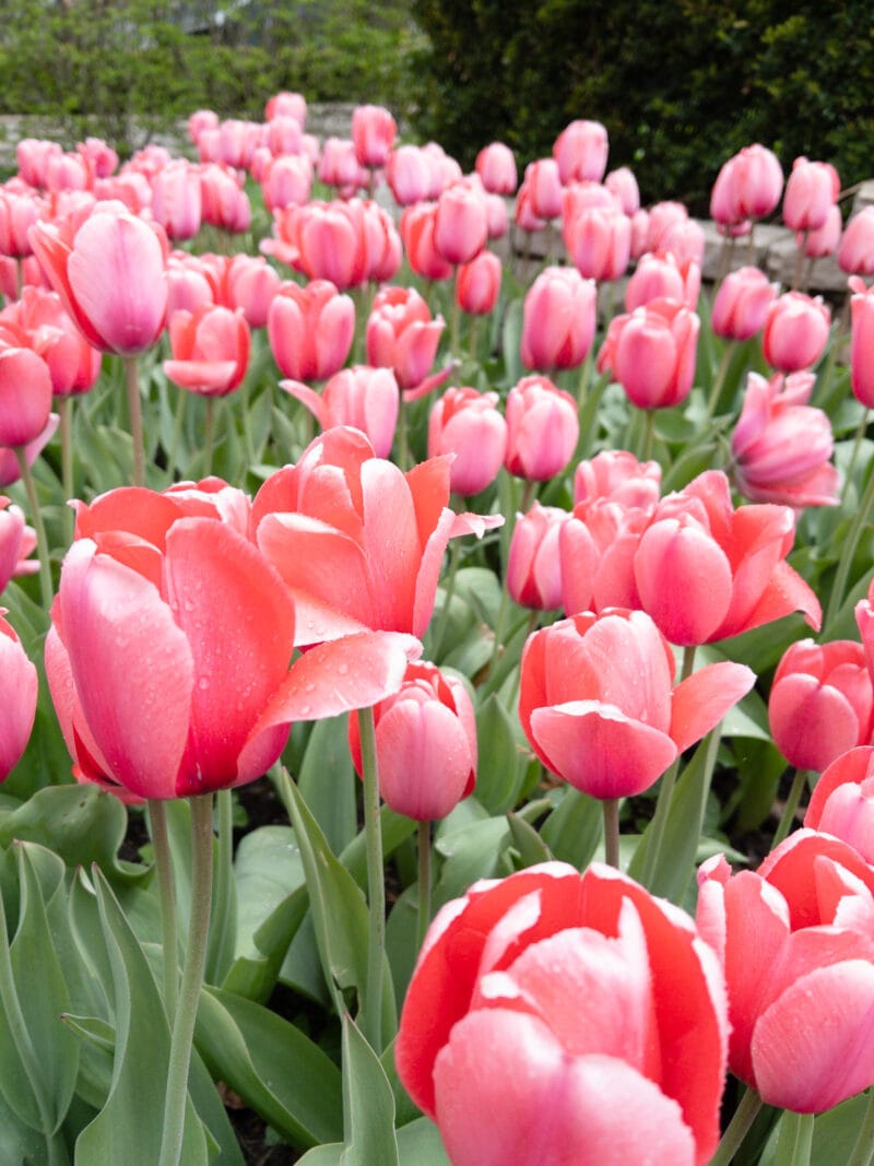 45 Pretty Pink Tulips For Your Spring Garden | Hope And Hedges