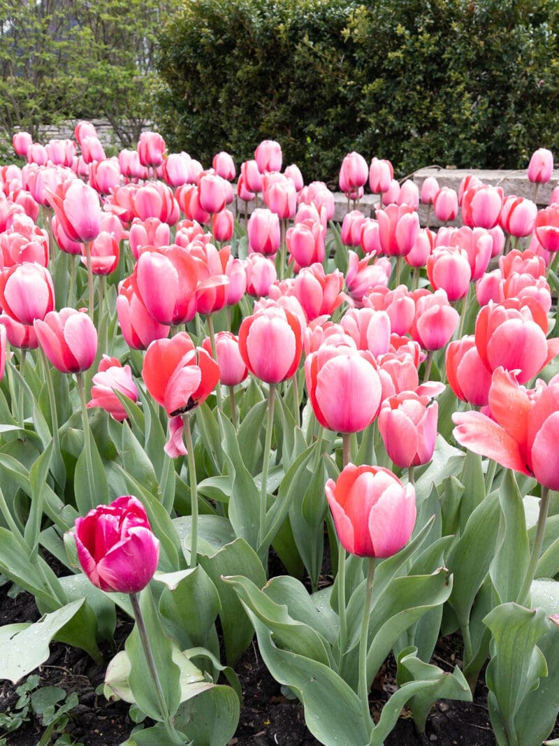 45 Pretty Pink Tulips For Your Spring Garden | Hope And Hedges