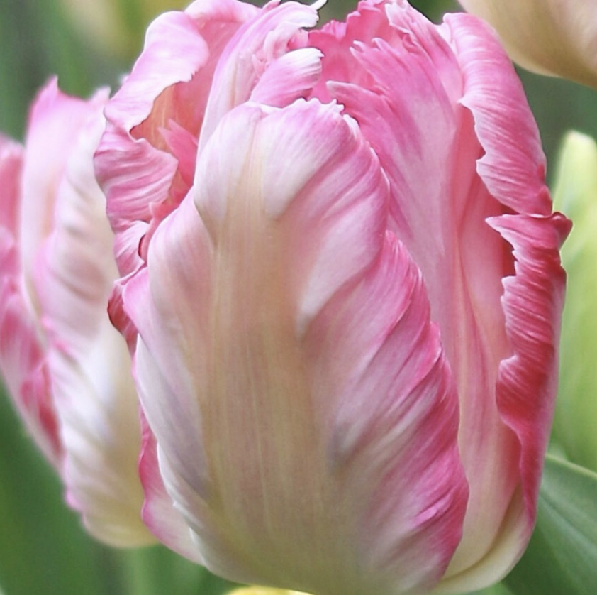45 Pretty Pink Tulips For Your Spring Garden | Hope And Hedges