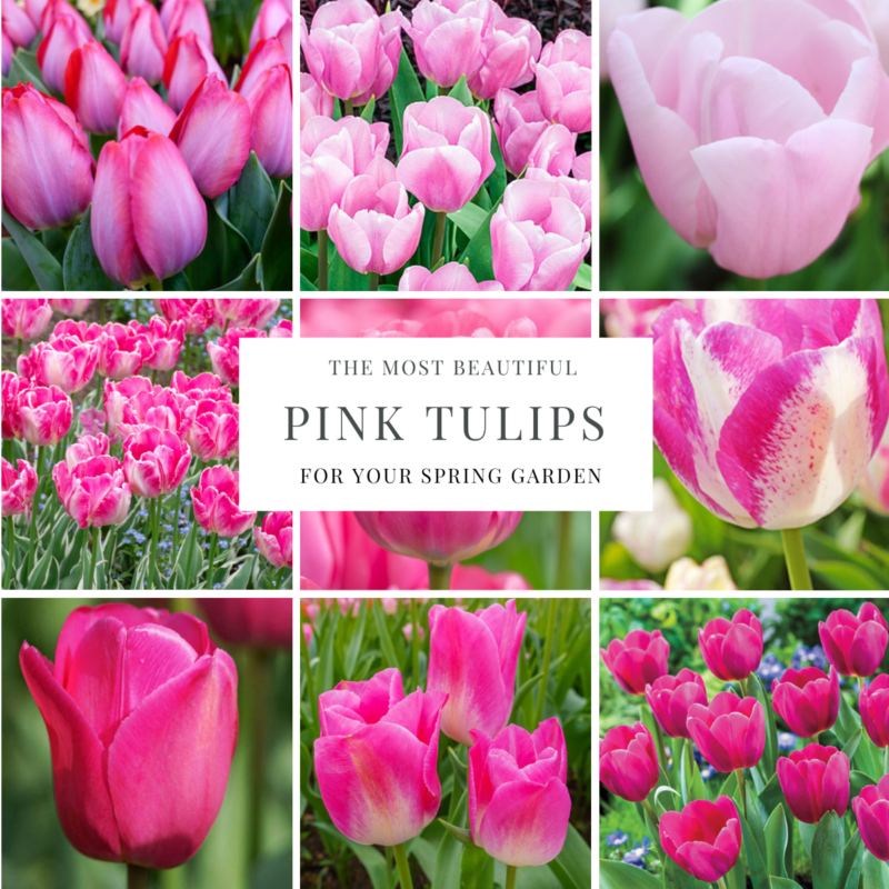 45 Pretty Pink Tulips For Your Spring Garden | Hope And Hedges
