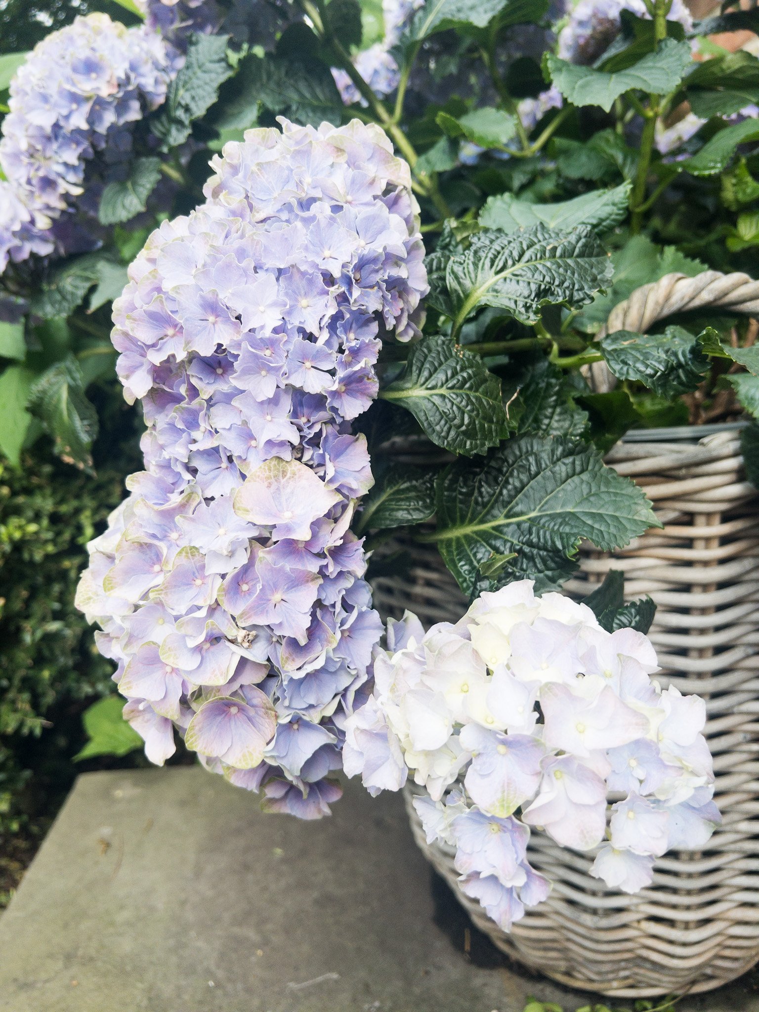 8 Summer Planter Ideas That Are Simply Stunning | Hope And Hedges