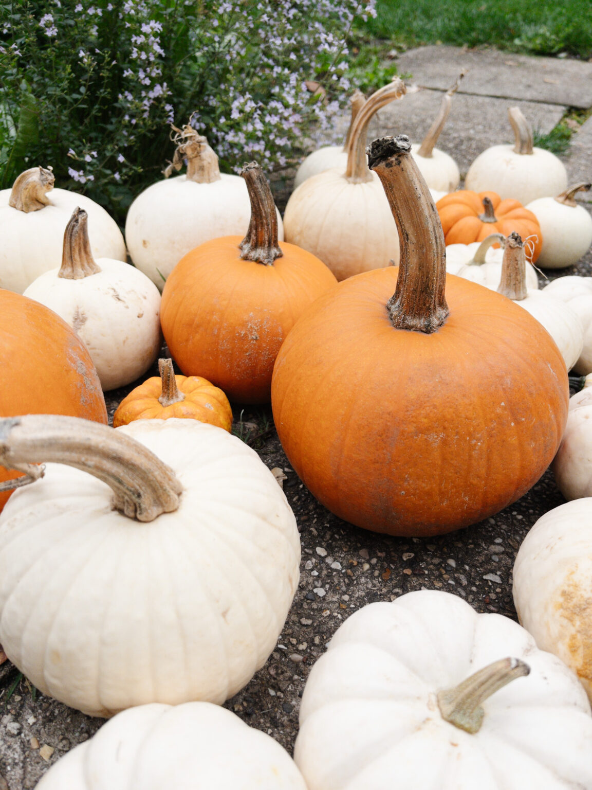 7 Lovely Fall Garden Ideas | Hope And Hedges