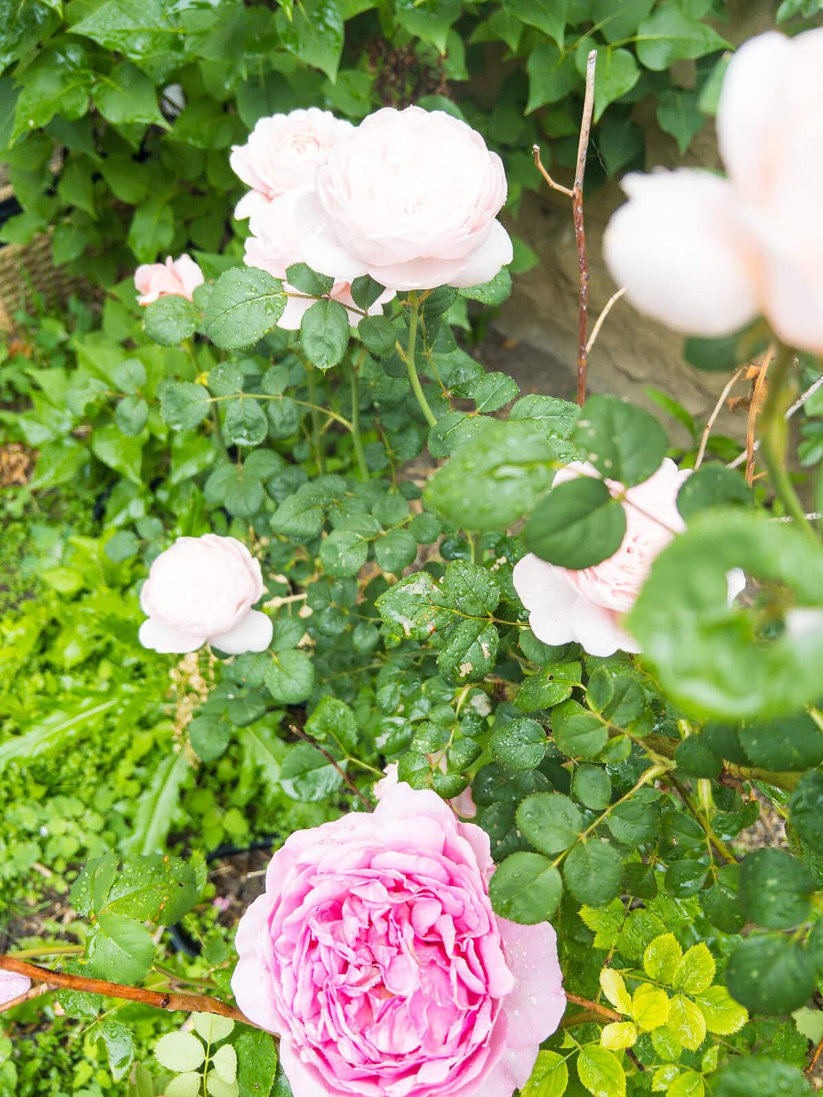 Queen Of Sweden Rose | Hope And Hedges
