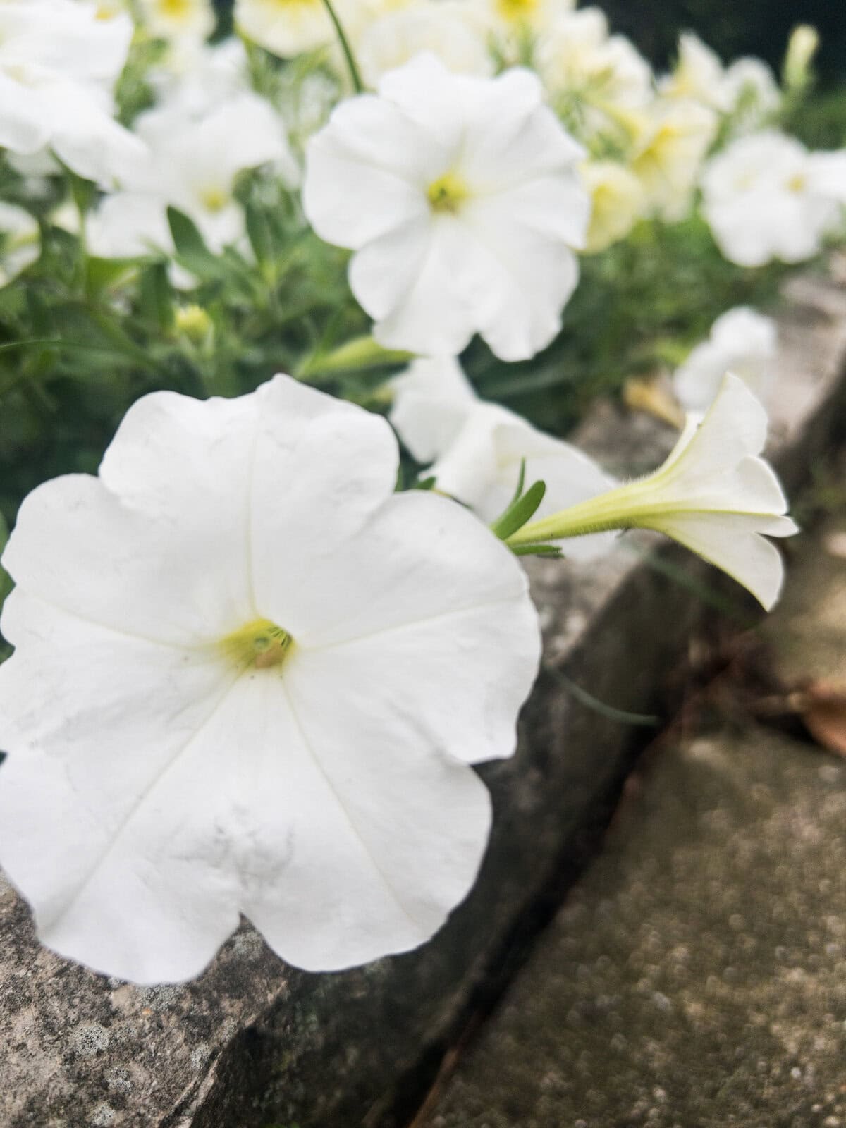 7 White Annual Flowers That Bloom All Summer Long | Hope And Hedges